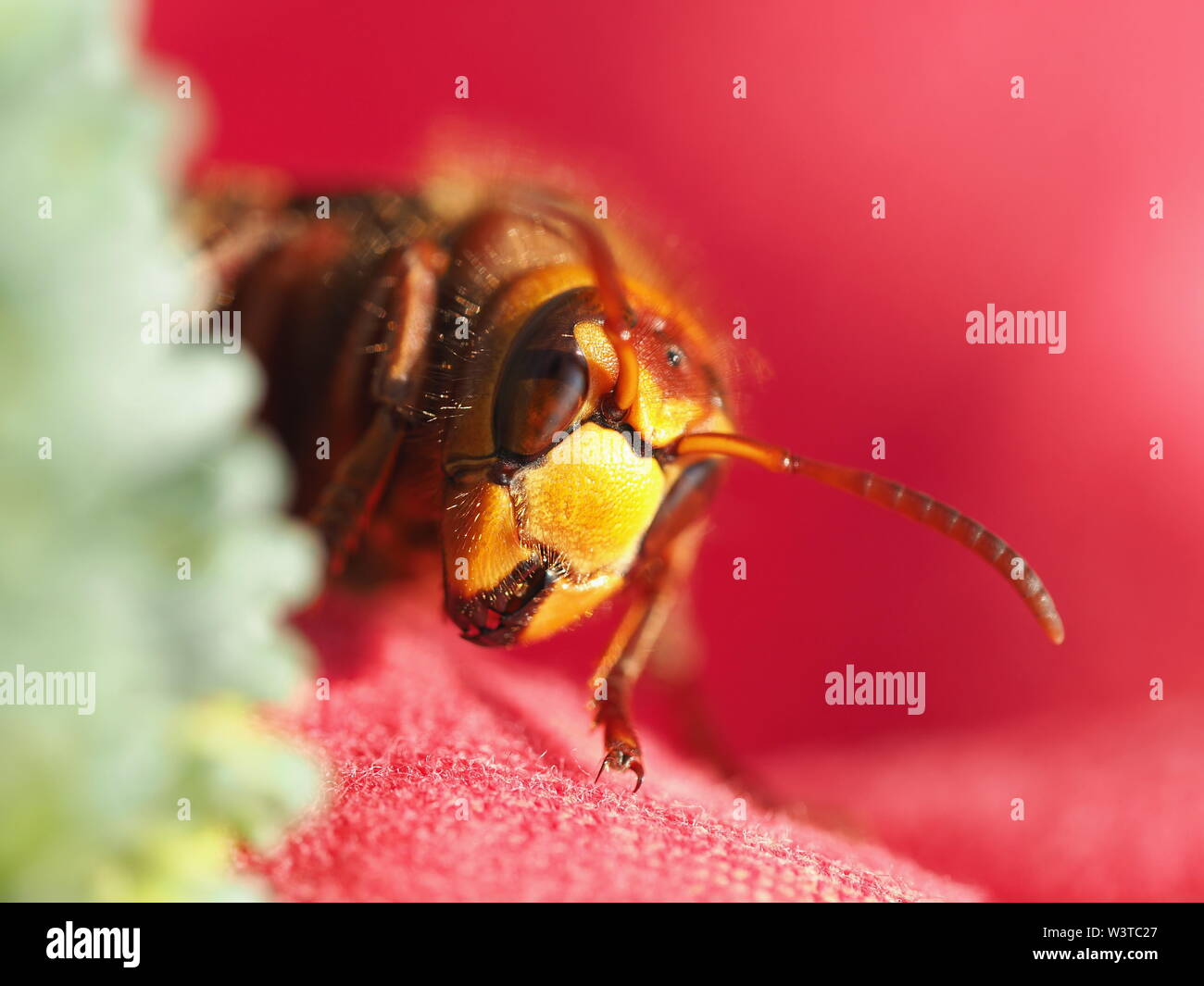 Vespine wasps hi-res stock photography and images - Alamy