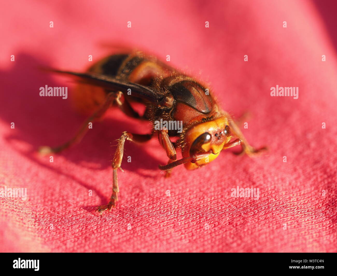 Vespine wasps hi-res stock photography and images - Alamy