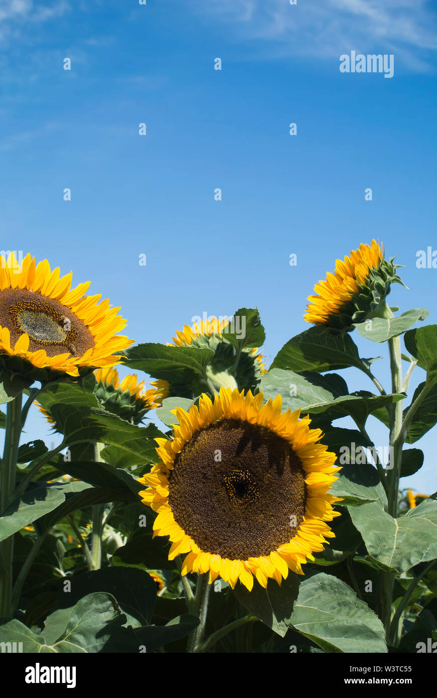 Patterns in sunflowers hi-res stock photography and images - Alamy