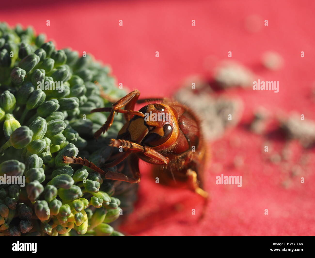 Vespine wasps hi-res stock photography and images - Alamy