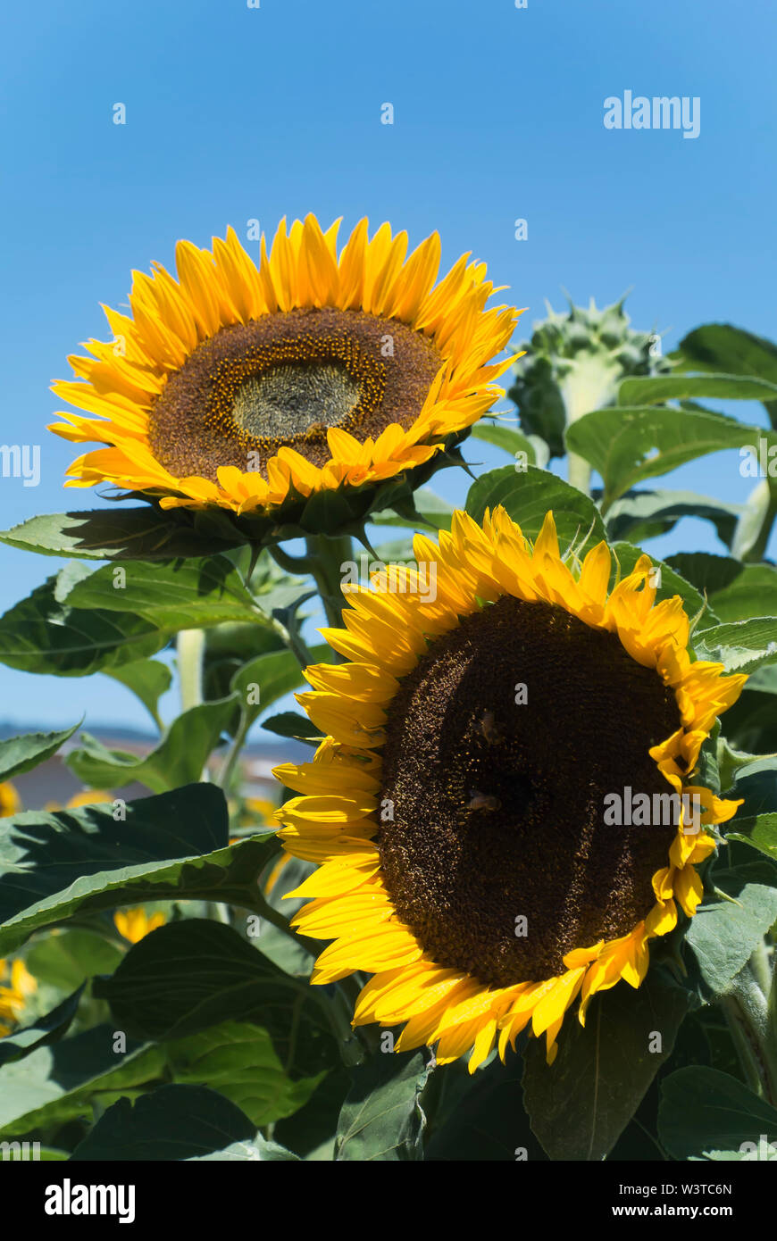 Close-up of Sunflowers in Field Stock Photo - Alamy