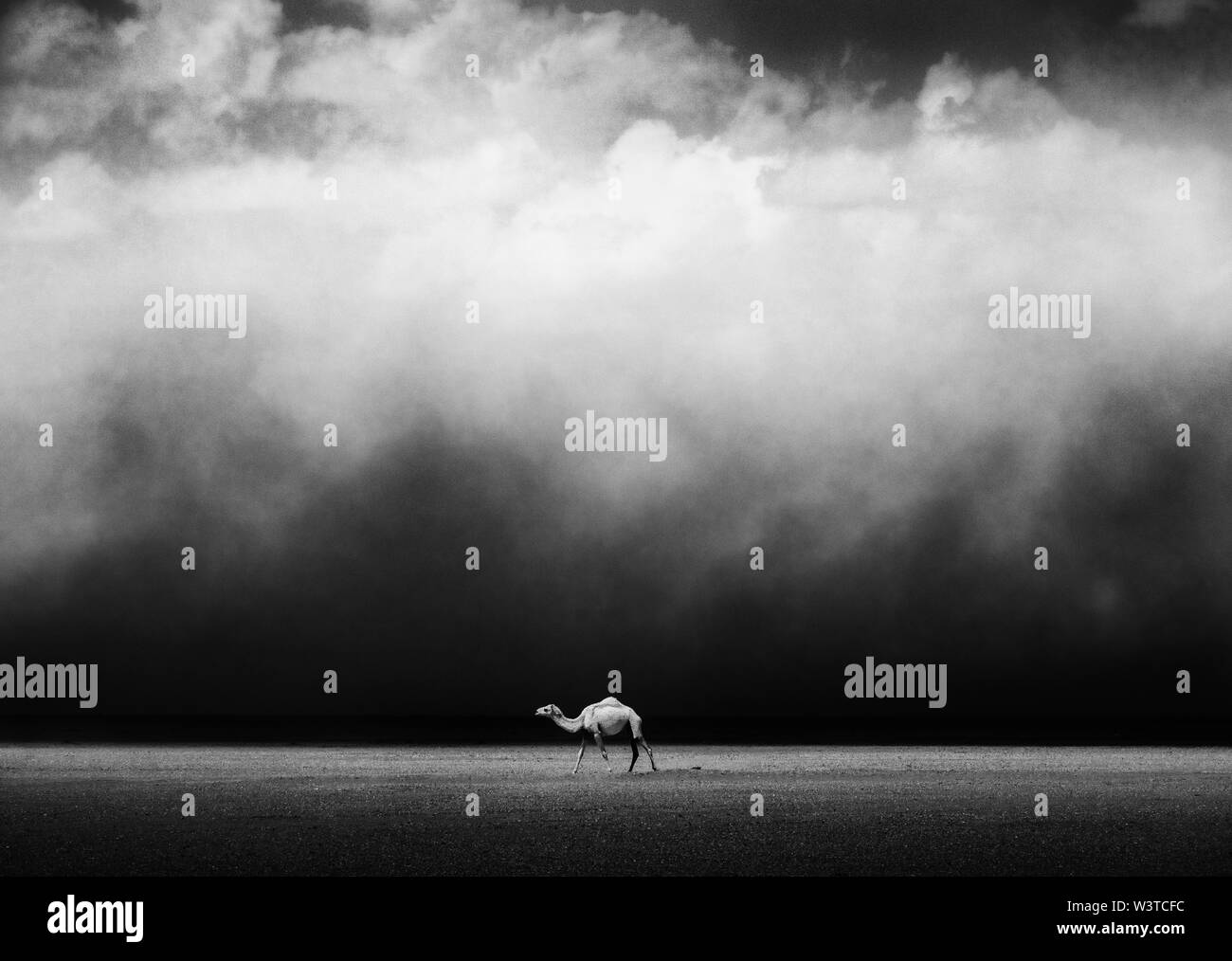 Camel and clouds Stock Photo - Alamy