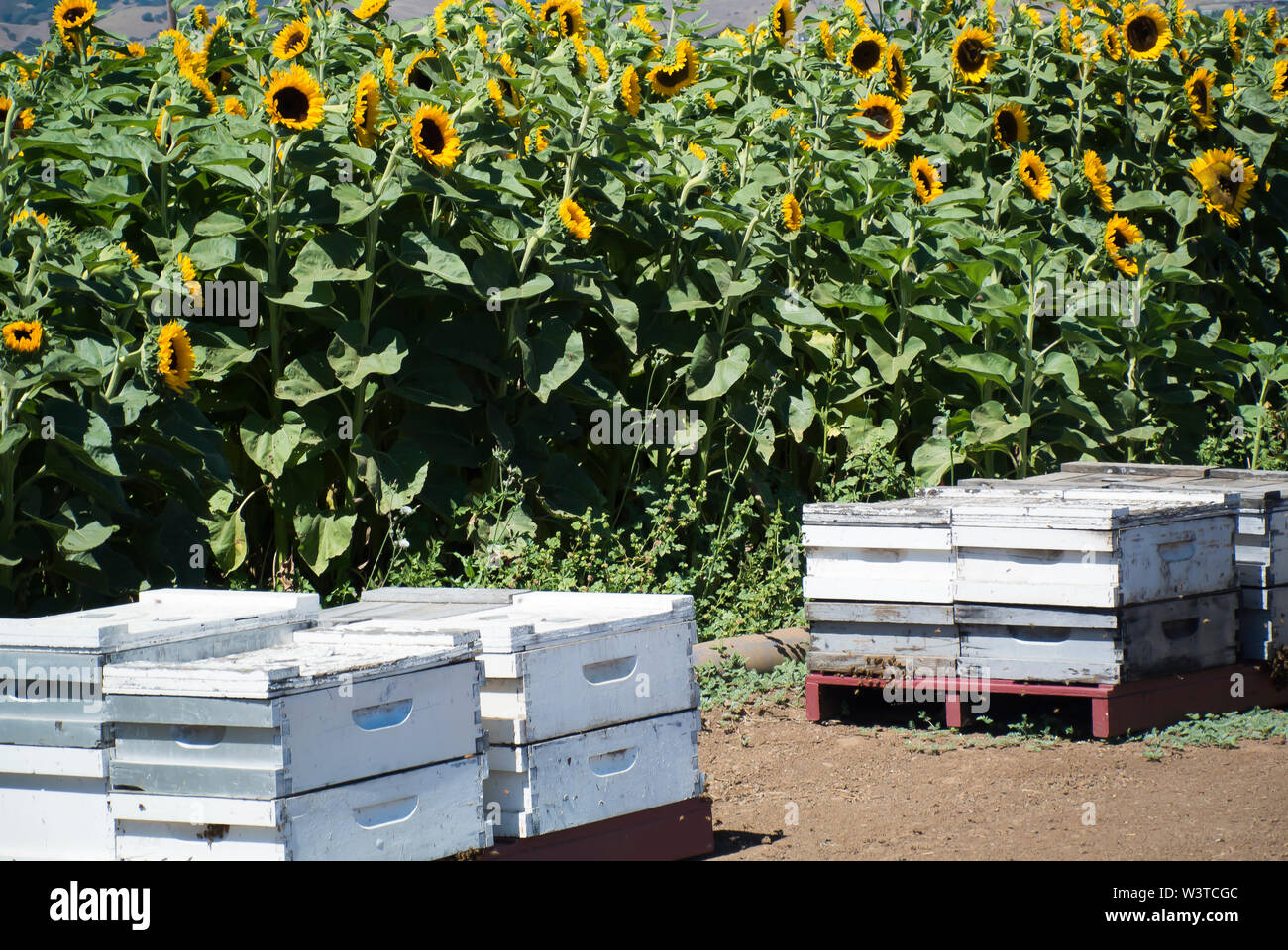 Heliantus annuus species hi-res stock photography and images - Alamy