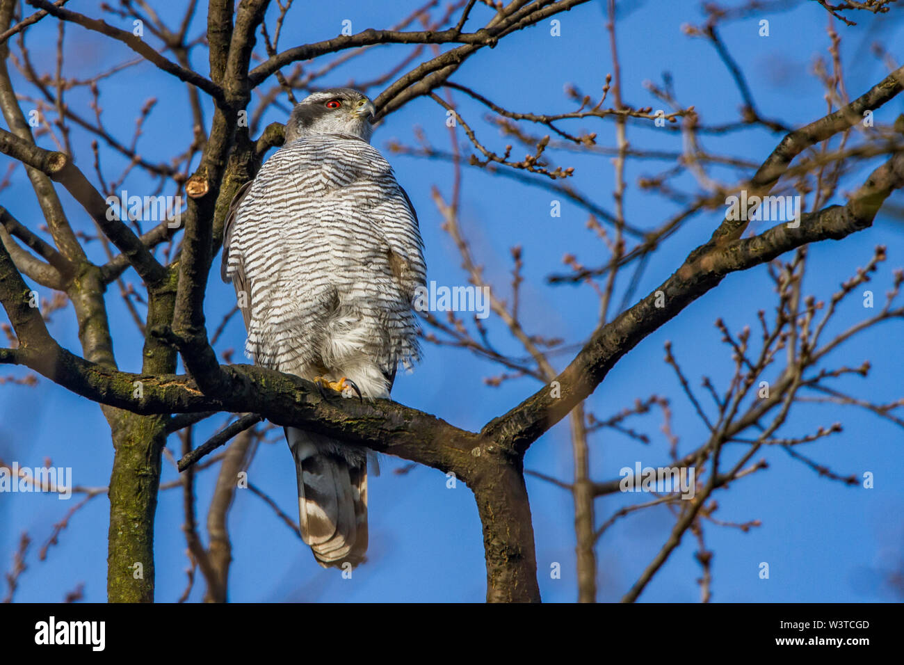 Habicht northern goshawk accipiter gentilis hi-res stock photography ...