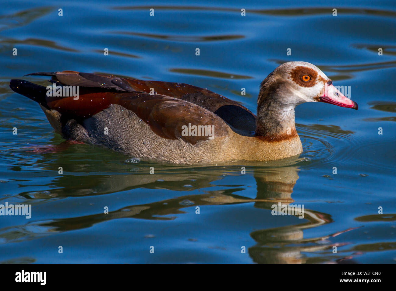 Egyptian goose, Nilgans (Alopochen aegyptiacus Stock Photo - Alamy