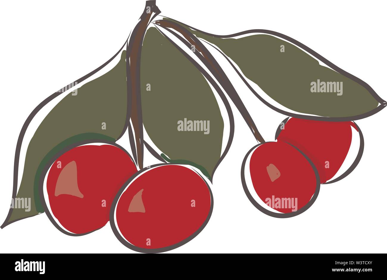 A bunch of 4 red cherries with 3 leaves, vector, color drawing or ...