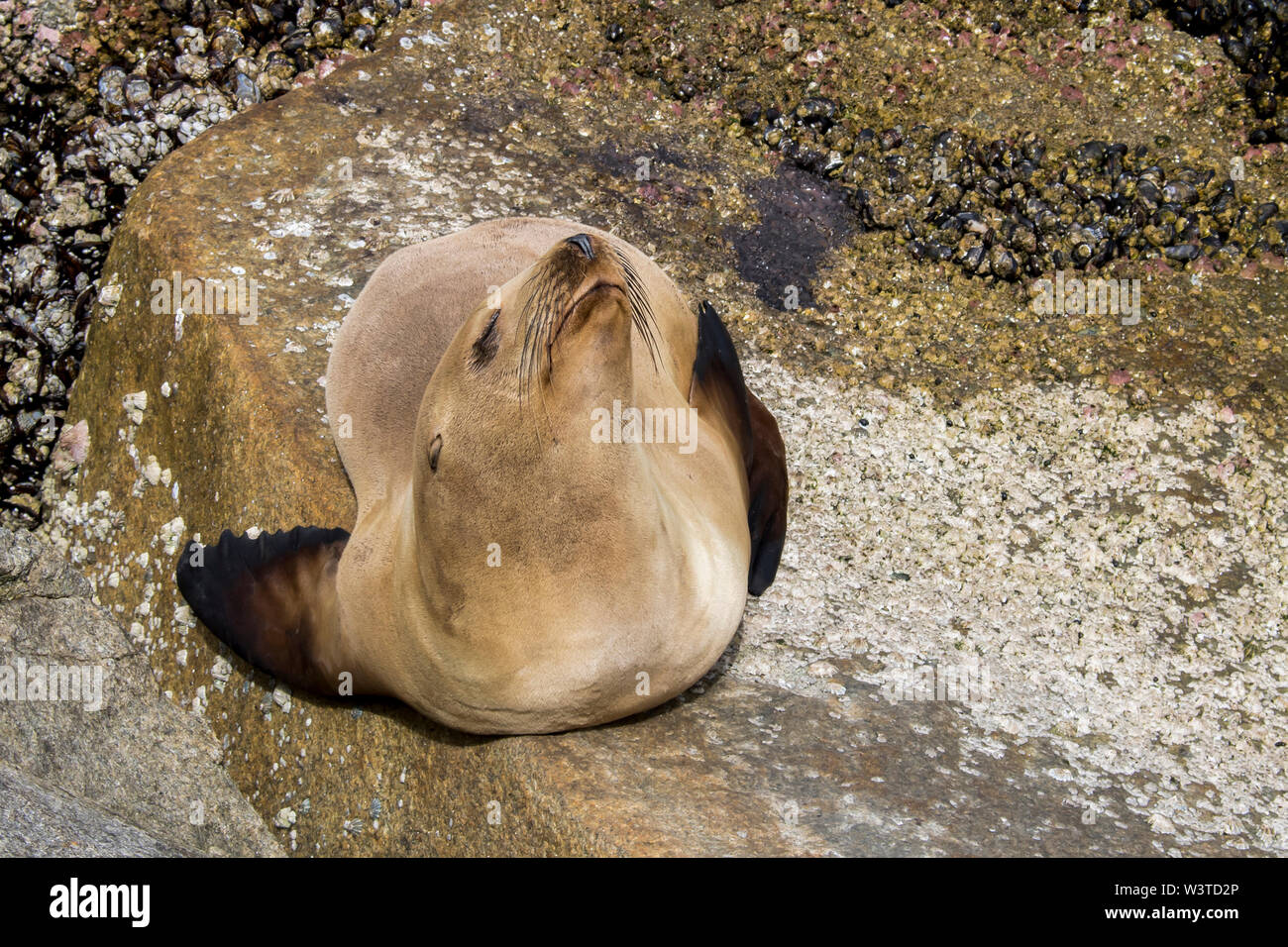Sea lion close up sunning on rock in Monterey, California Stock Photo ...