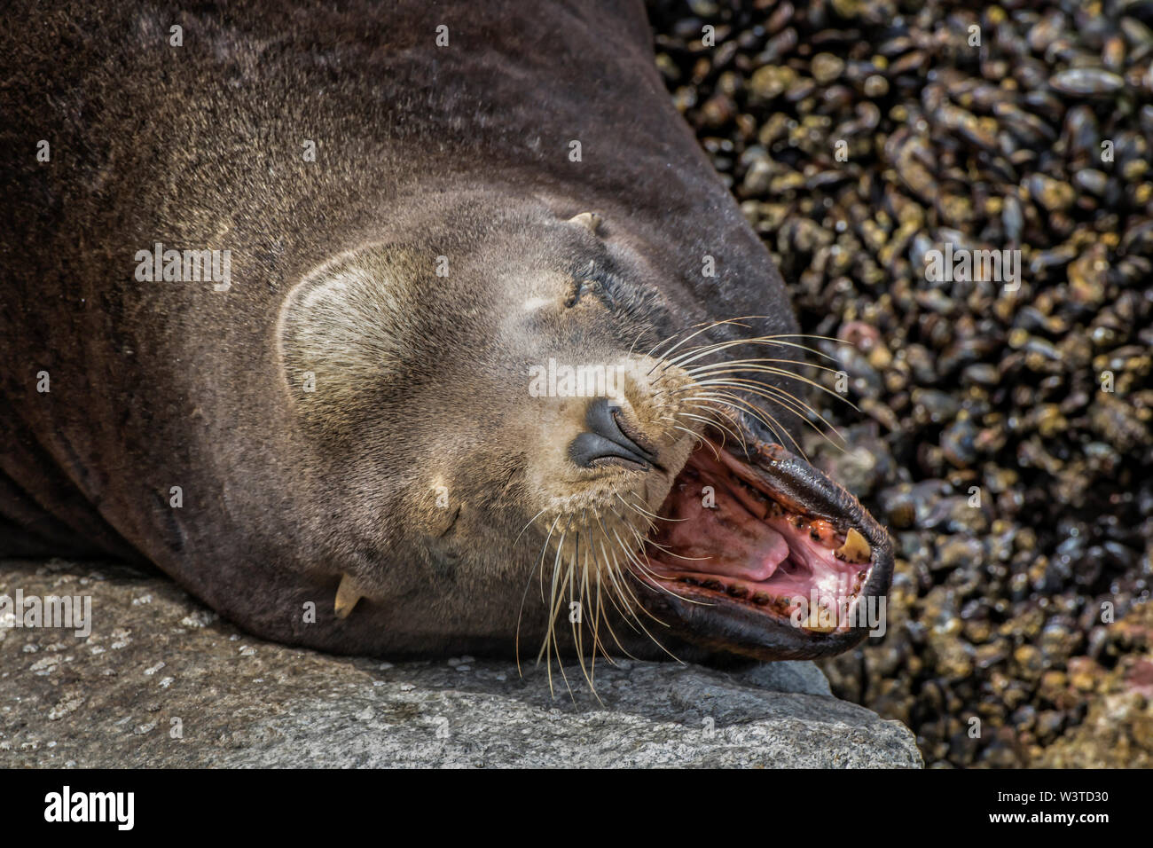 Male sea lion yawns in close up of face. Jagged tooth has caused ...