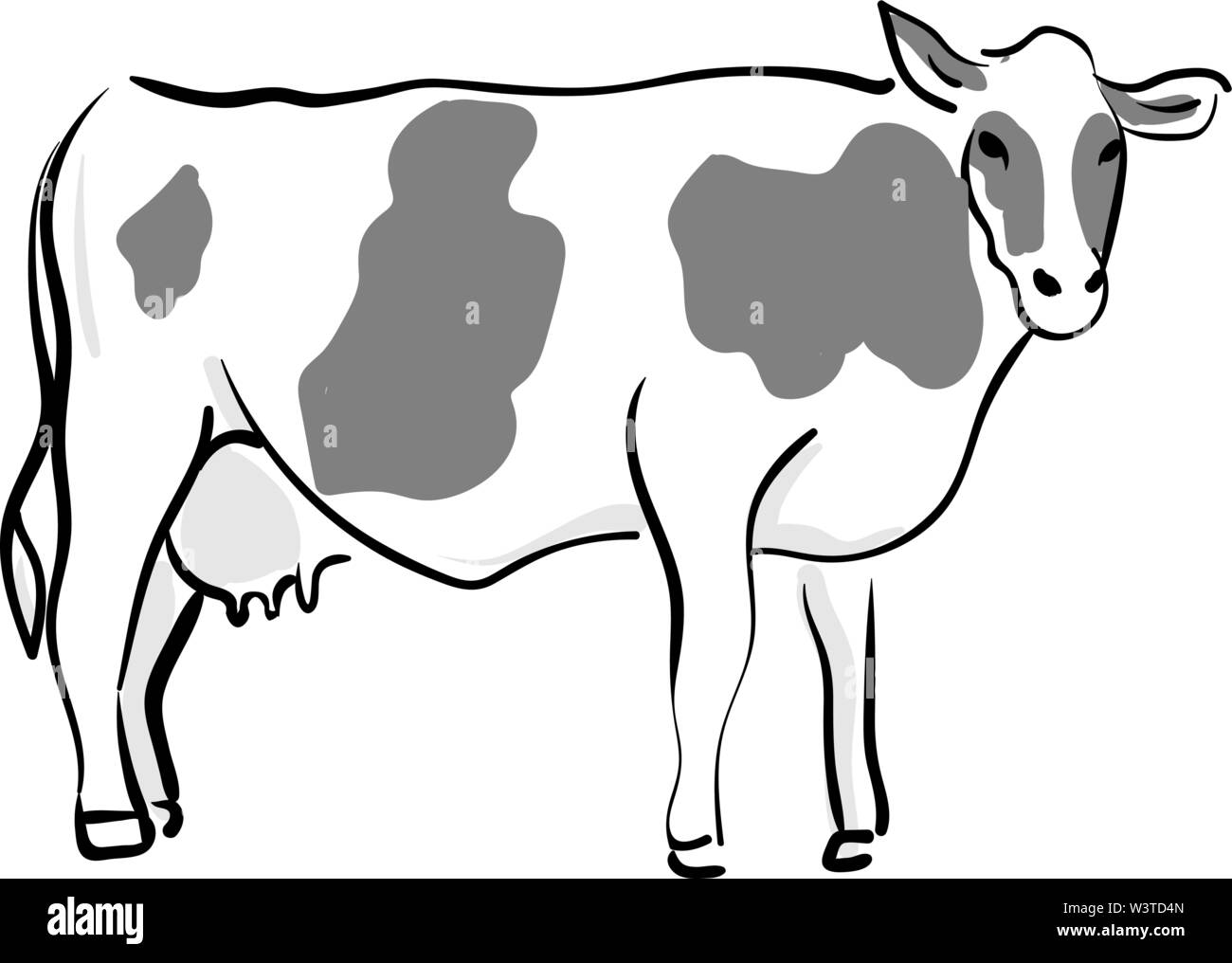 A silhouette of a spotted cow, vector, color drawing or illustration ...