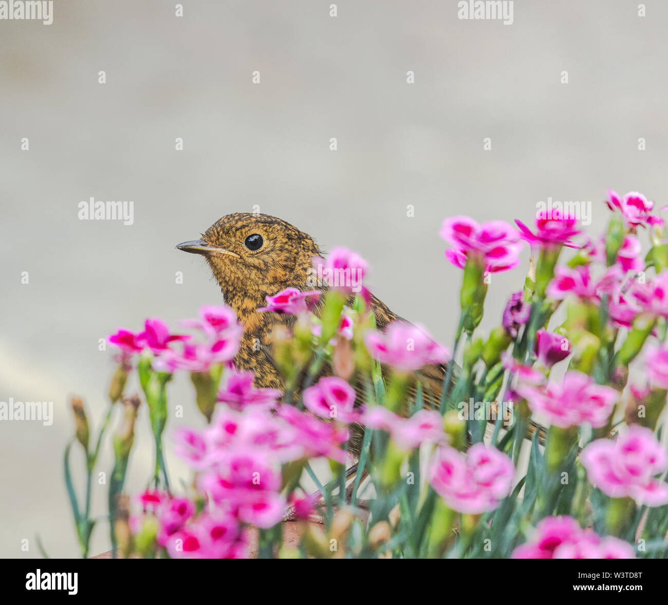 Fledgling robin hi-res stock photography and images - Alamy