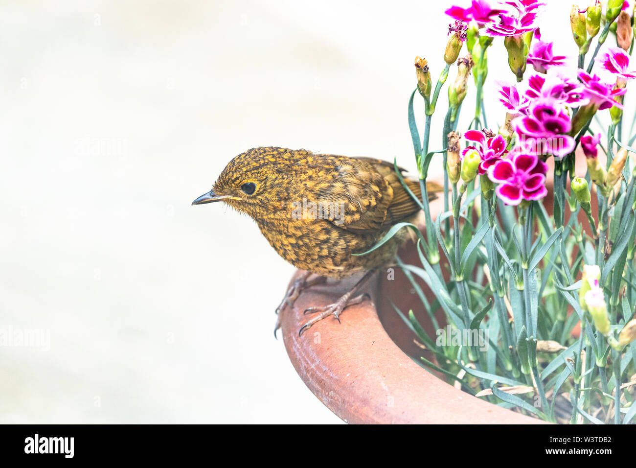 Robin Fledgling Uk Stock Photos & Robin Fledgling Uk Stock Images - Alamy