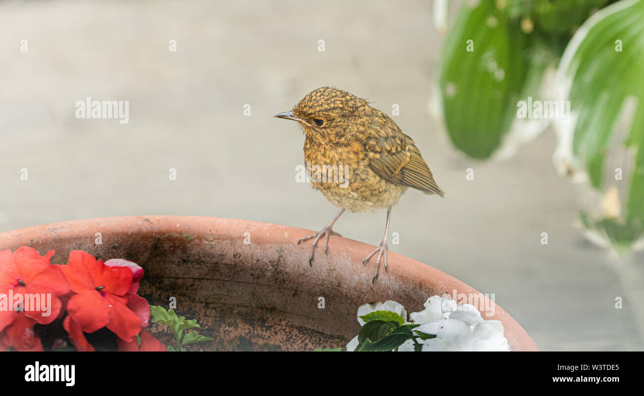 Fledgling robin hi-res stock photography and images - Alamy