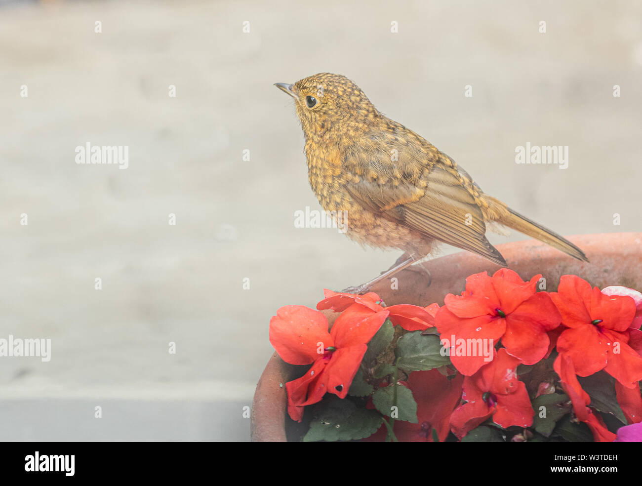 Fledgling robin hi-res stock photography and images - Alamy