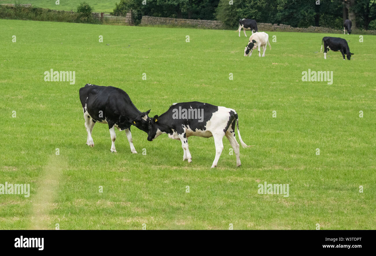 Two bullocks headbutting in a field Stock Photo - Alamy