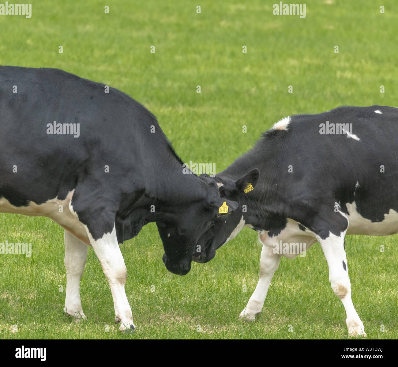 Headbutting hi-res stock photography and images - Alamy