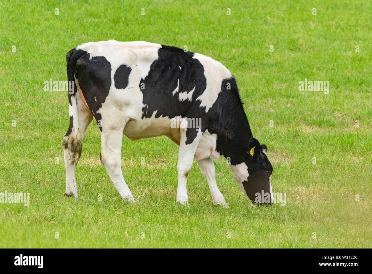Bullock cow cattle beef hi-res stock photography and images - Alamy