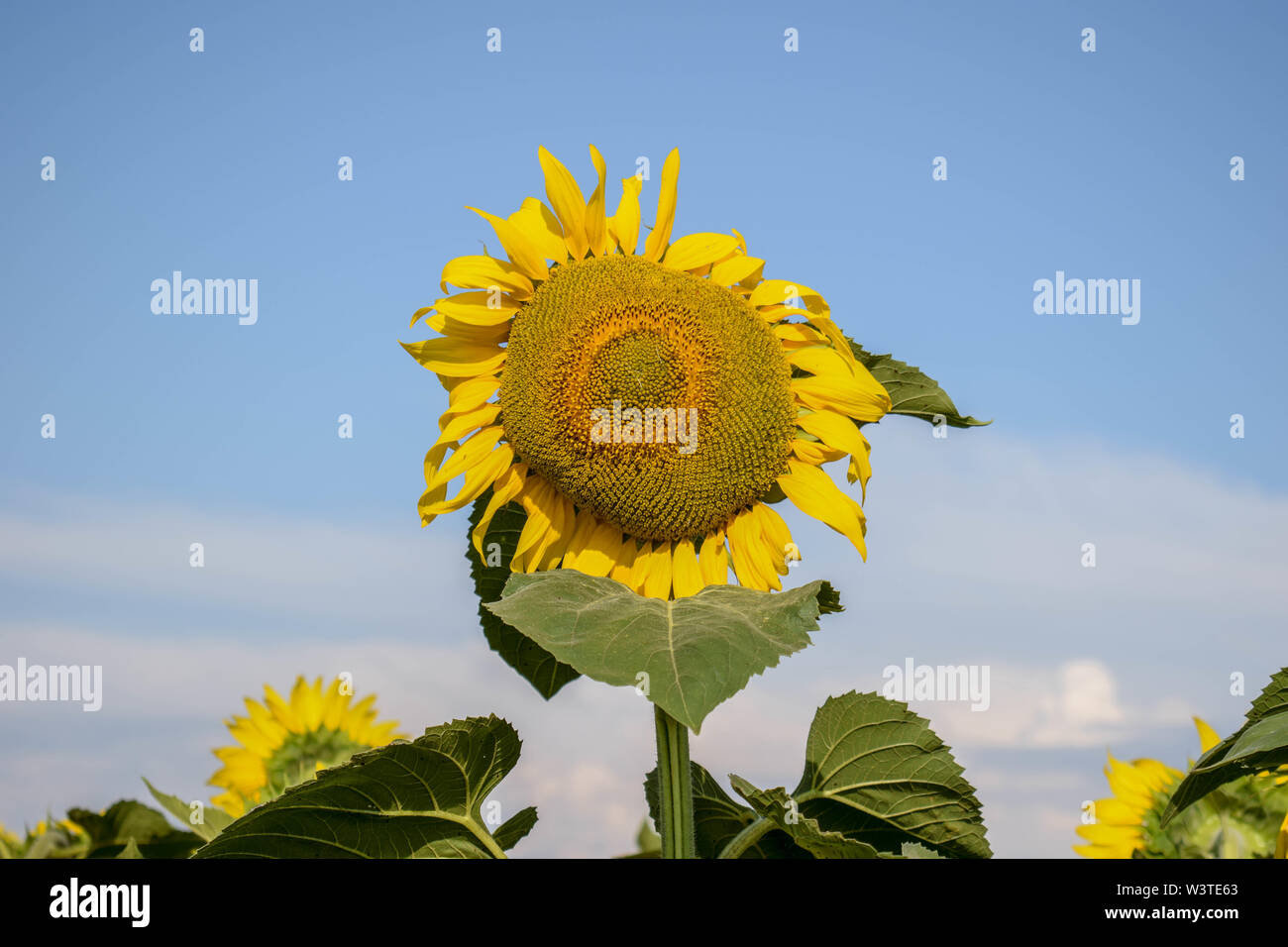 Sunflower Field Sky In Ukraine High Resolution Stock Photography and ...