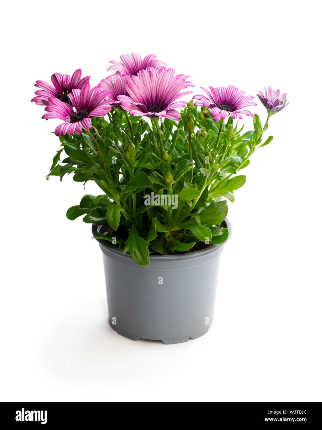Beautiful small white flowers in Cut Out Stock Images & Pictures - Alamy