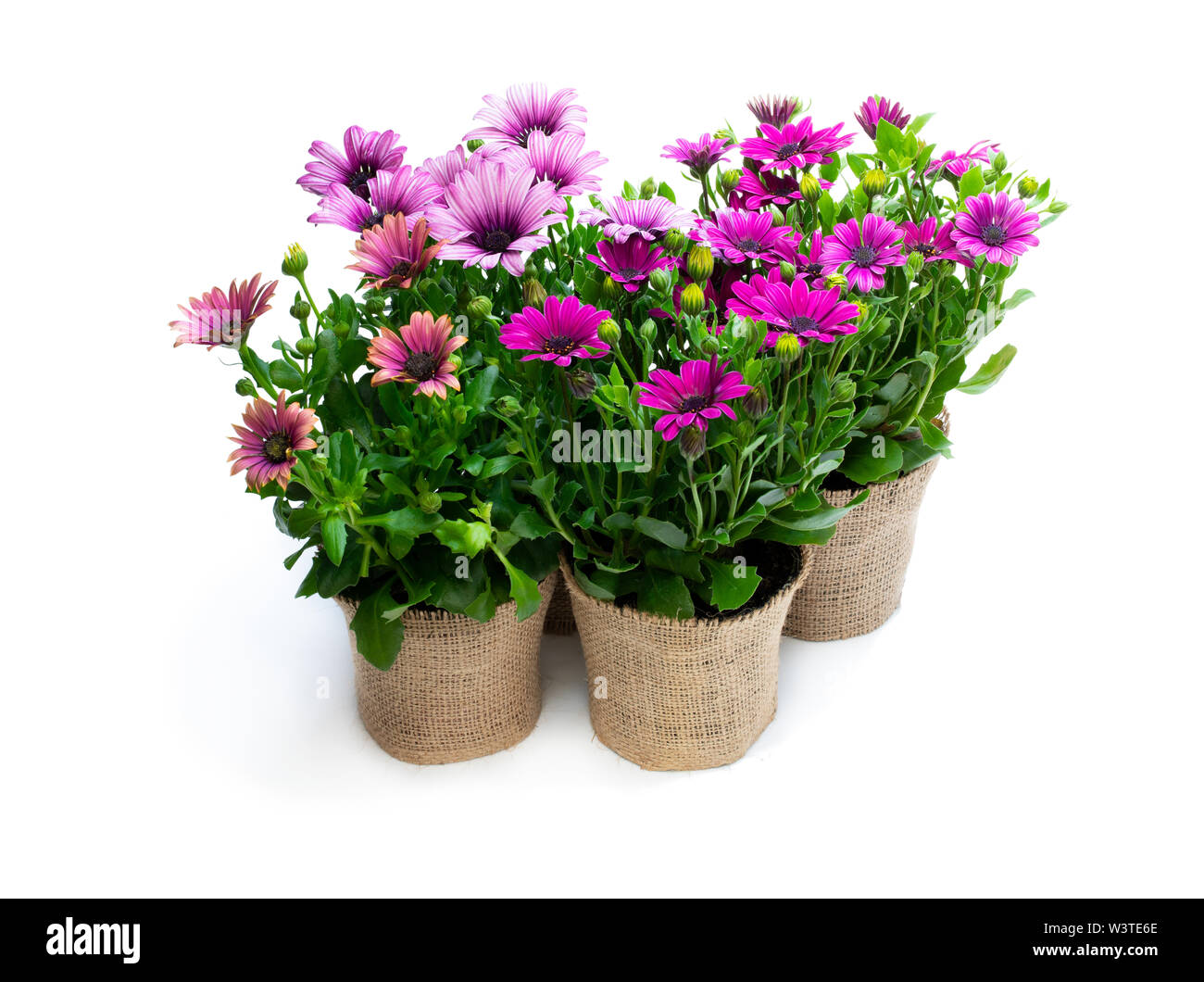 Group of colorful daisy flowers in small pots decorated with sackcloth ...