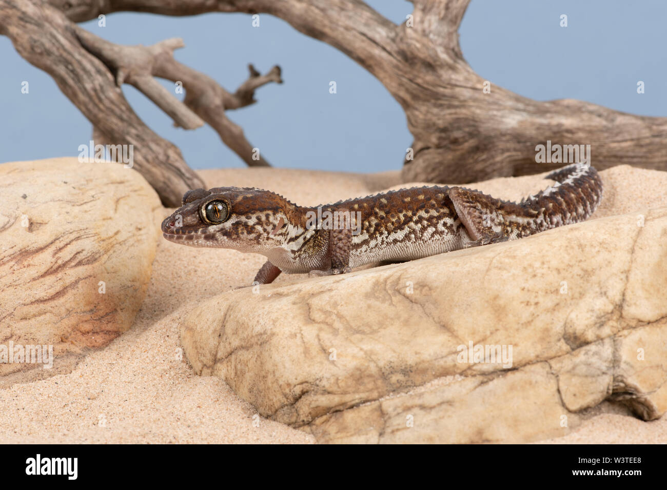Ocelot Gecko (Paroedura pictus Stock Photo - Alamy