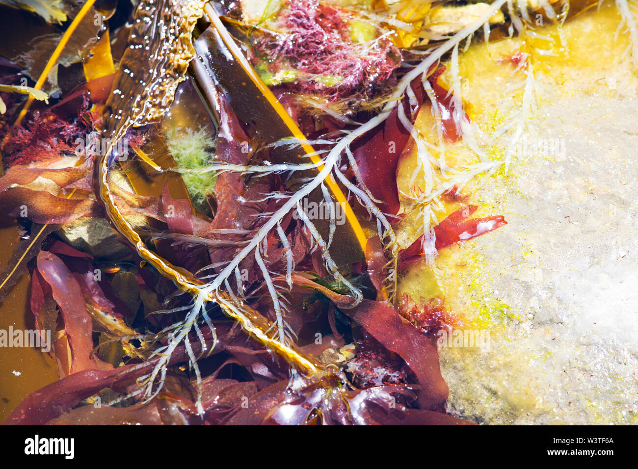 Different species of seaweed in rock pools at beach at Birsay, Orkney ...