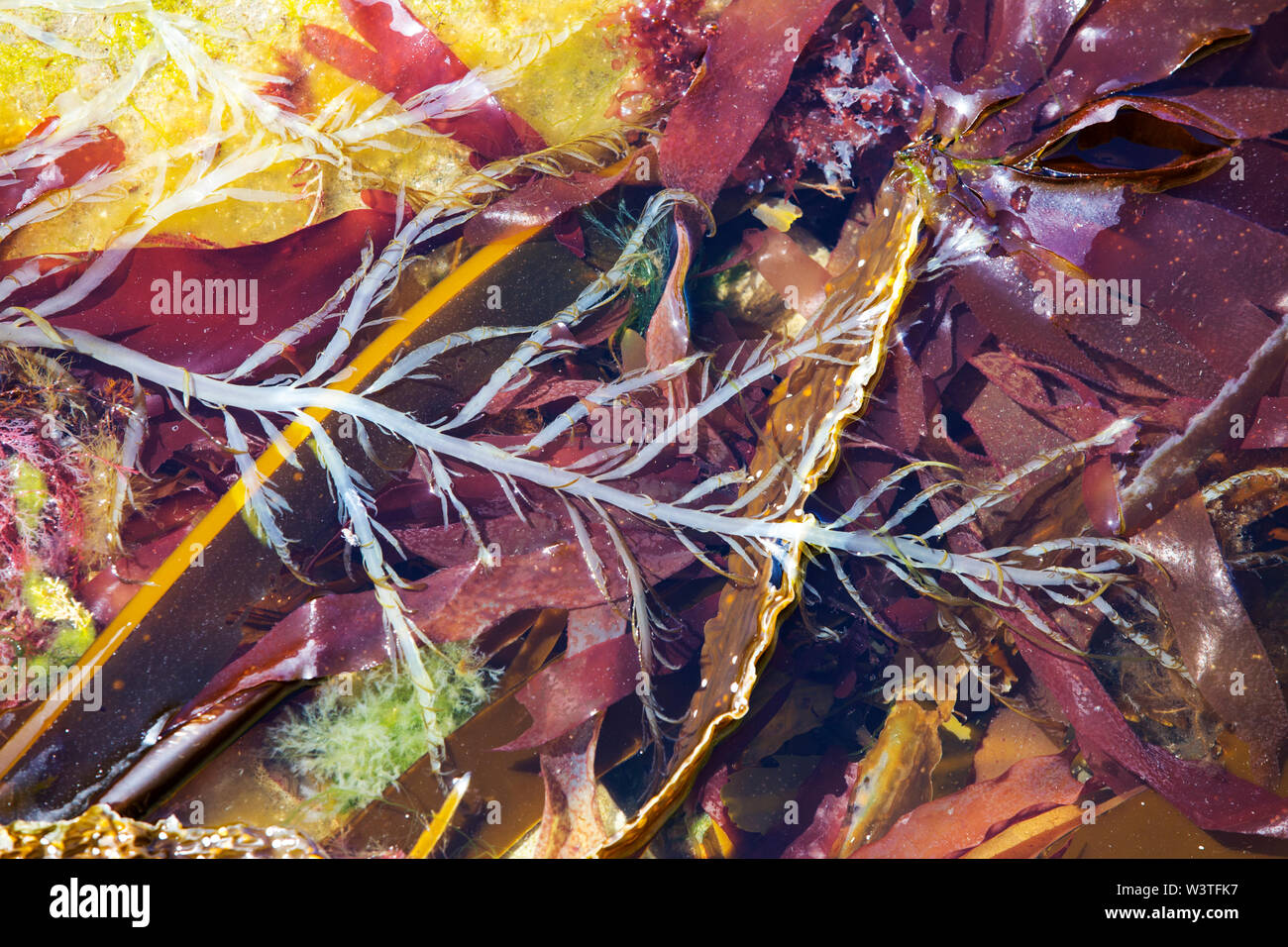 Different species of seaweed in rock pools at beach at Birsay, Orkney ...