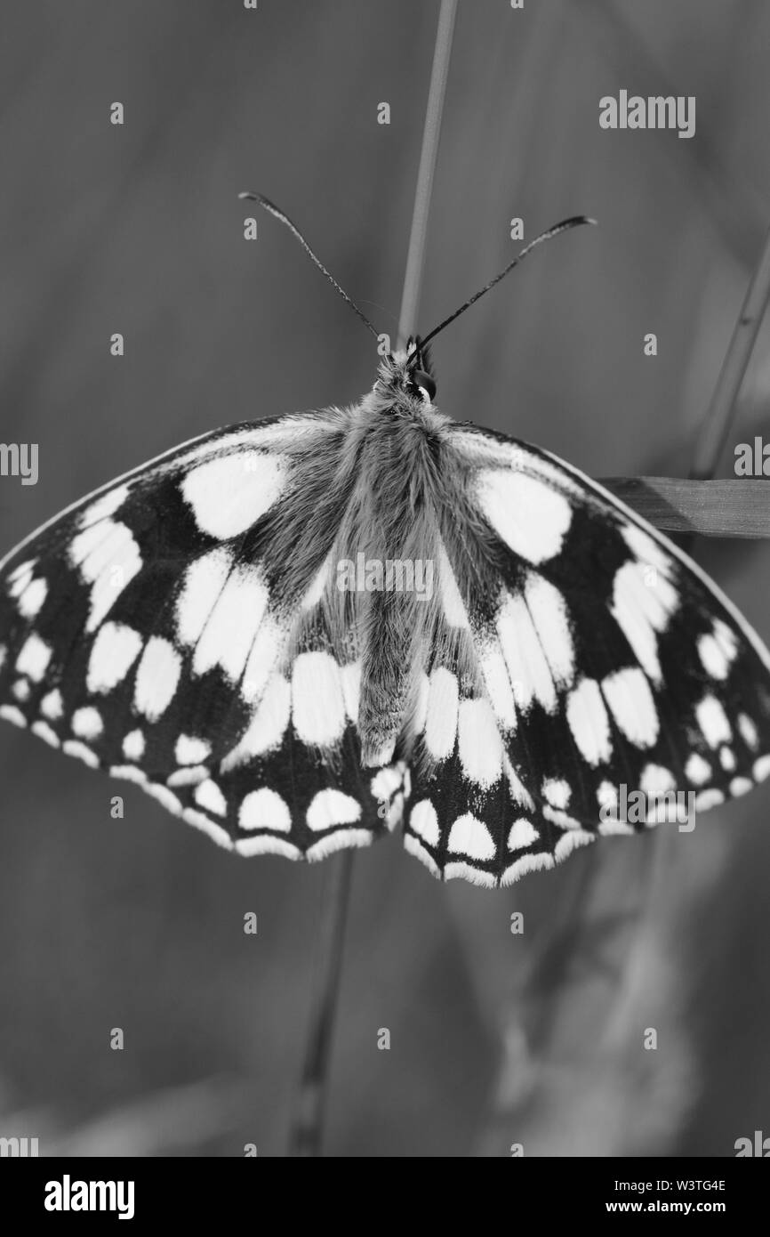 On pasture in high Black and White Stock Photos & Images - Alamy