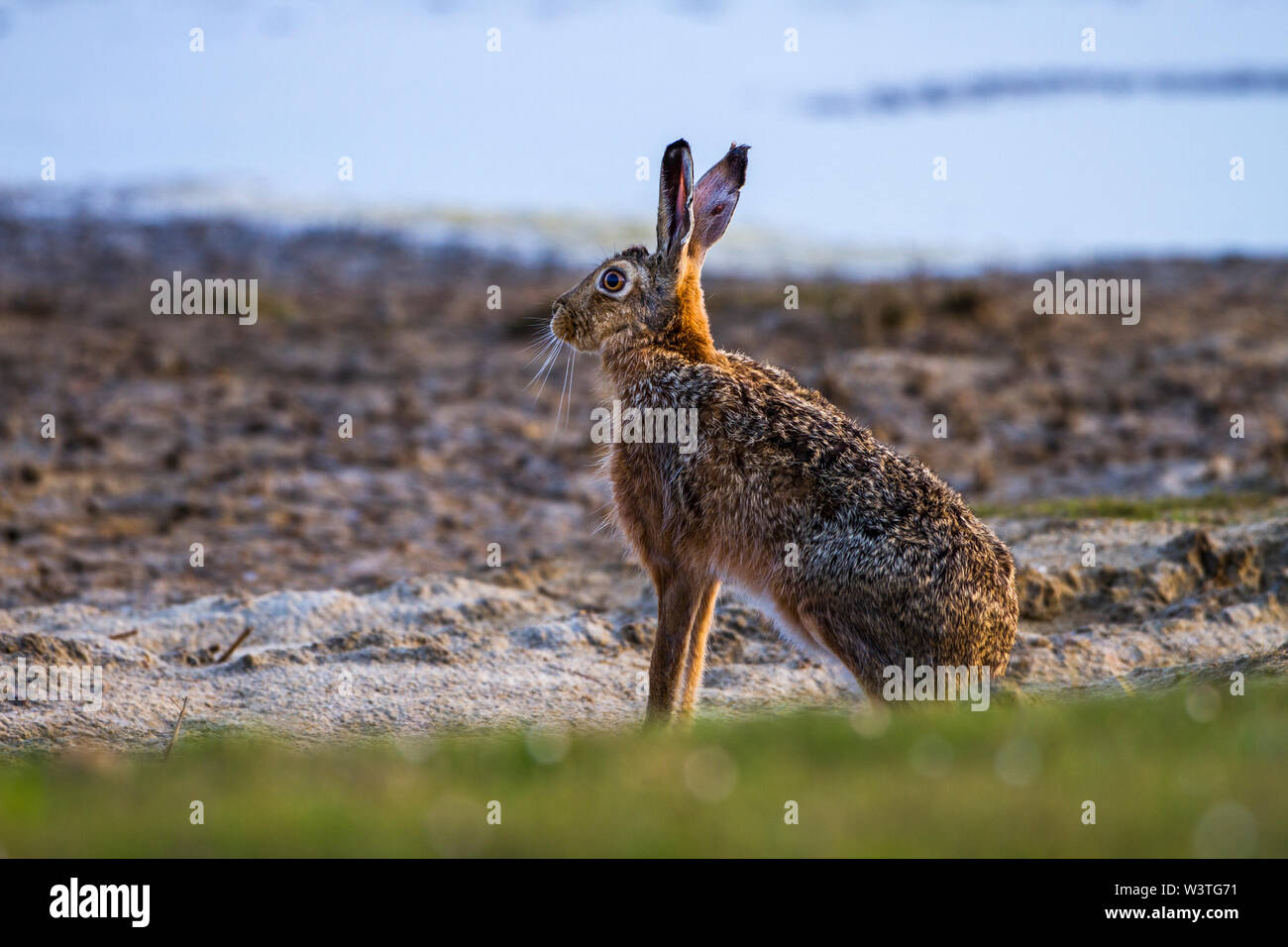 european hare, Feldhase (Lepus europaeus Stock Photo - Alamy
