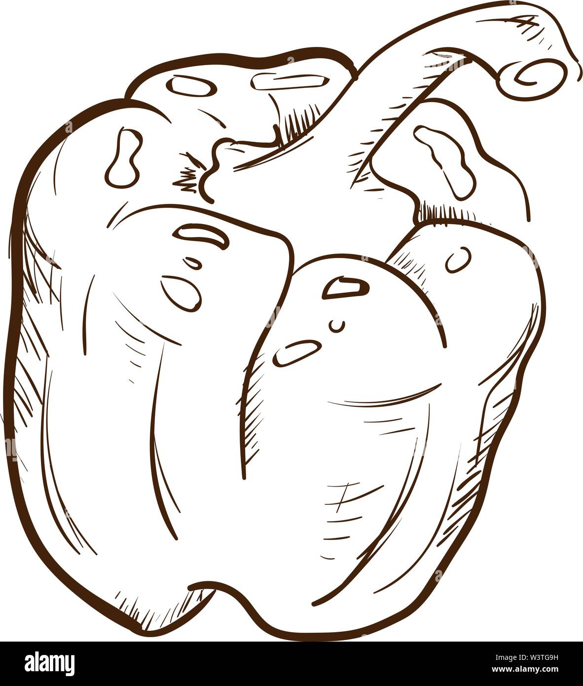 A beautiful sketch of a big pepper, vector, color drawing or ...