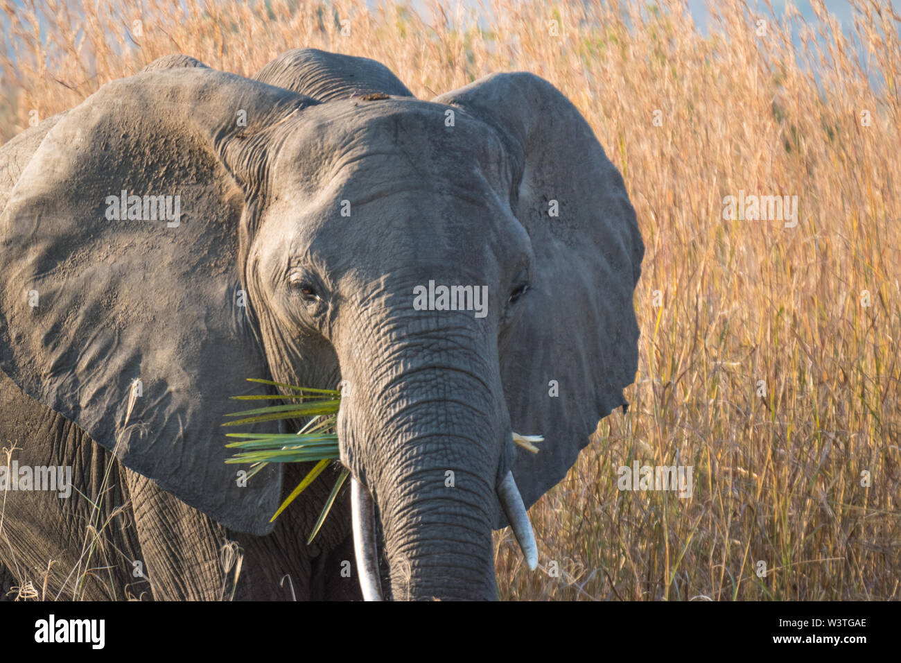 Elephant chewing on a green plant against tall wheat colored grass ...