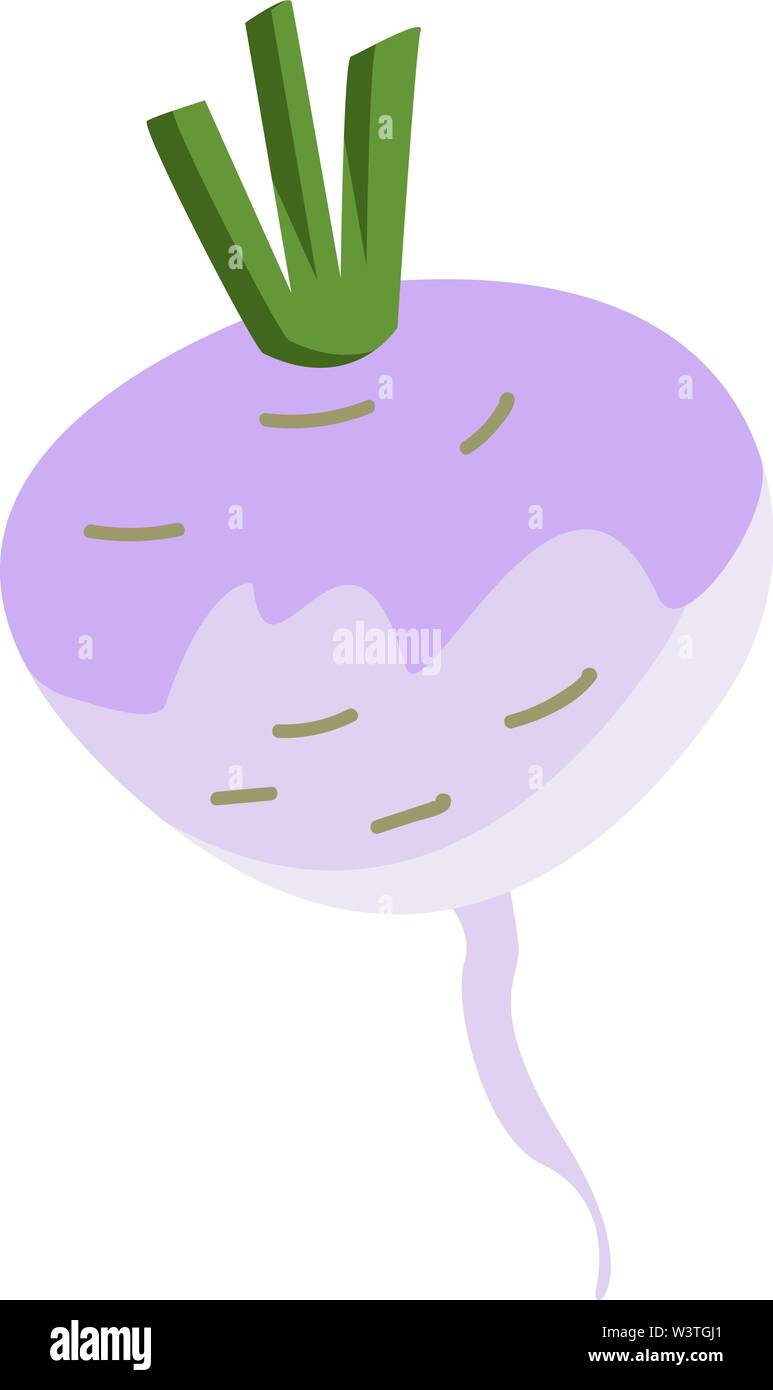 Turnip cut in half Stock Vector Images - Alamy