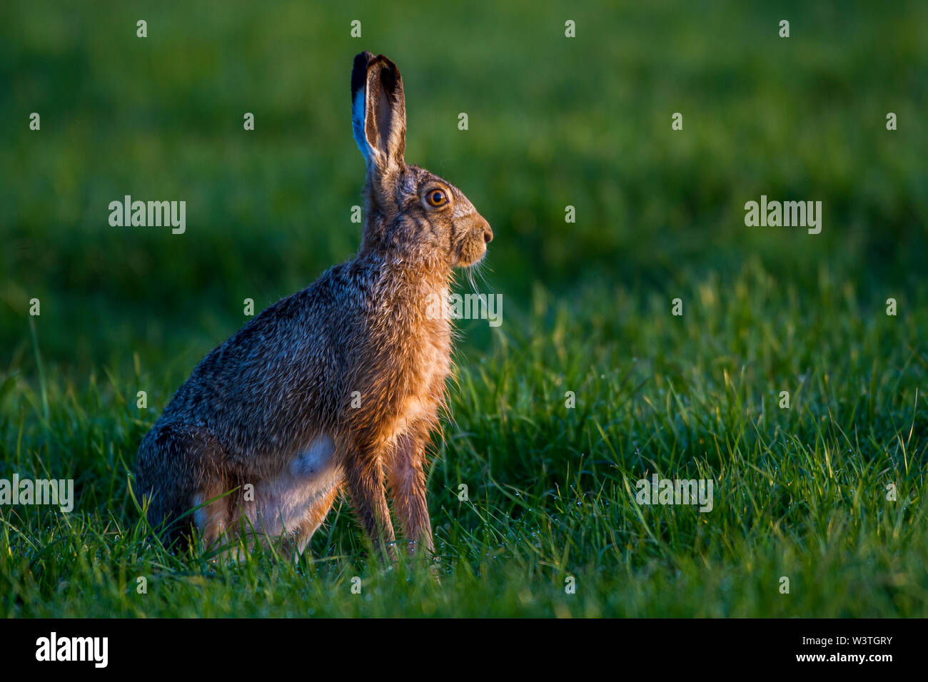 european hare, Feldhase (Lepus europaeus Stock Photo - Alamy