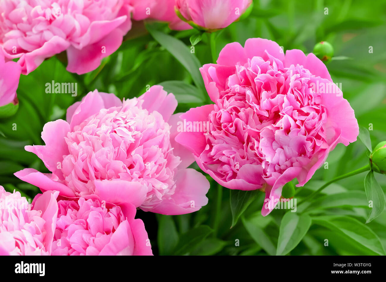 Garden of peonies hi-res stock photography and images - Alamy