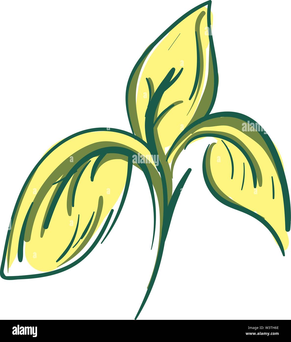 A bunch of beautiful yellow leaves, vector, color drawing or ...