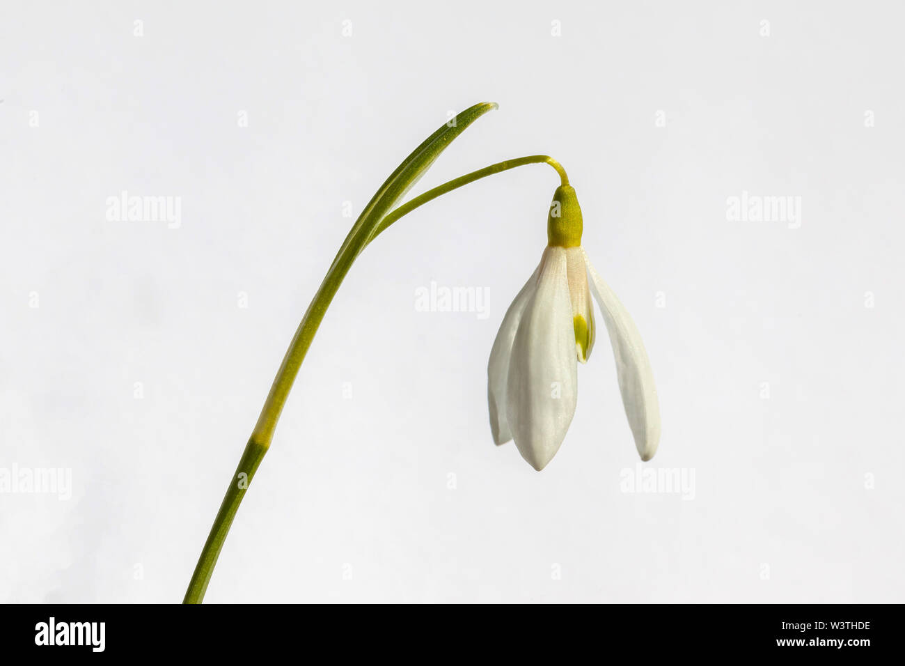 A single snowdrop on white background Stock Photo - Alamy