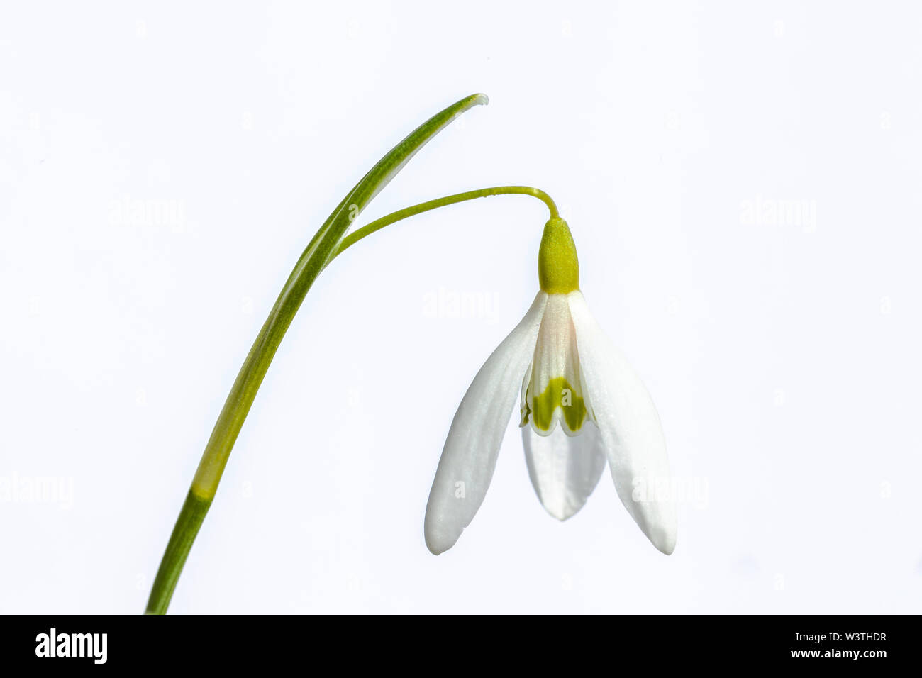 A single snowdrop on white background Stock Photo - Alamy