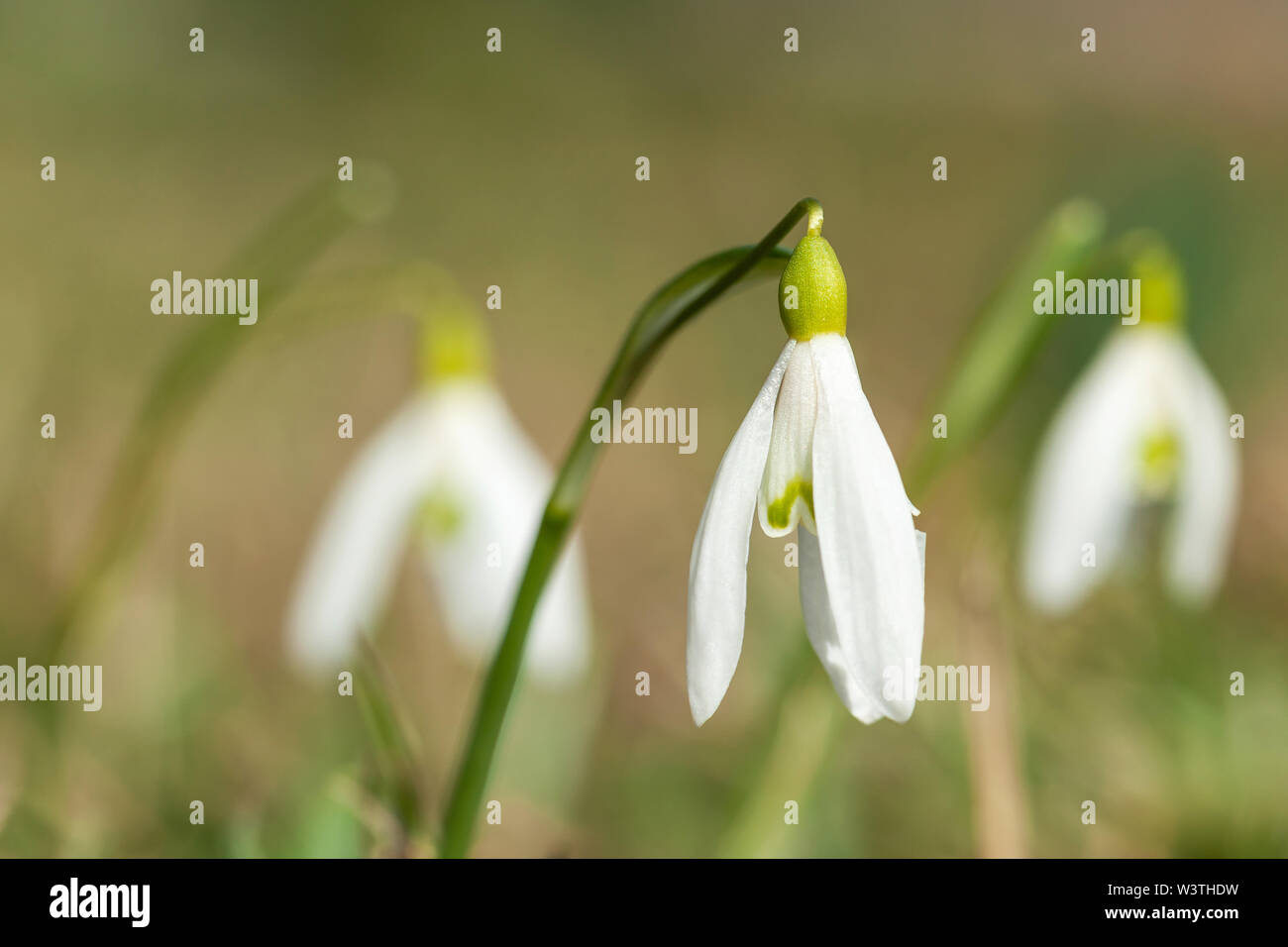 Amarzllidaceae hi-res stock photography and images - Alamy