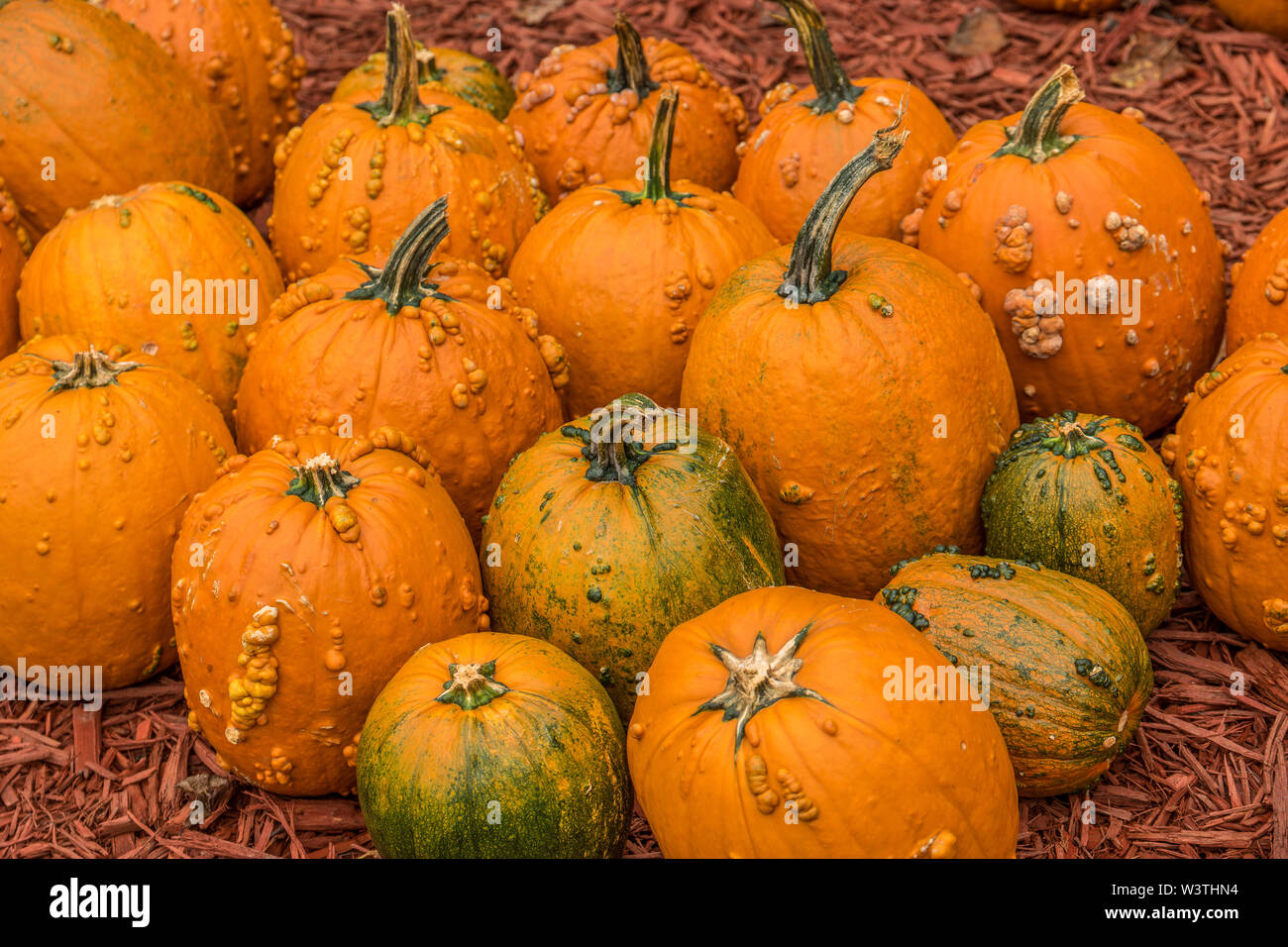 Pumpkin variety with naturally occurring warts has several different ...