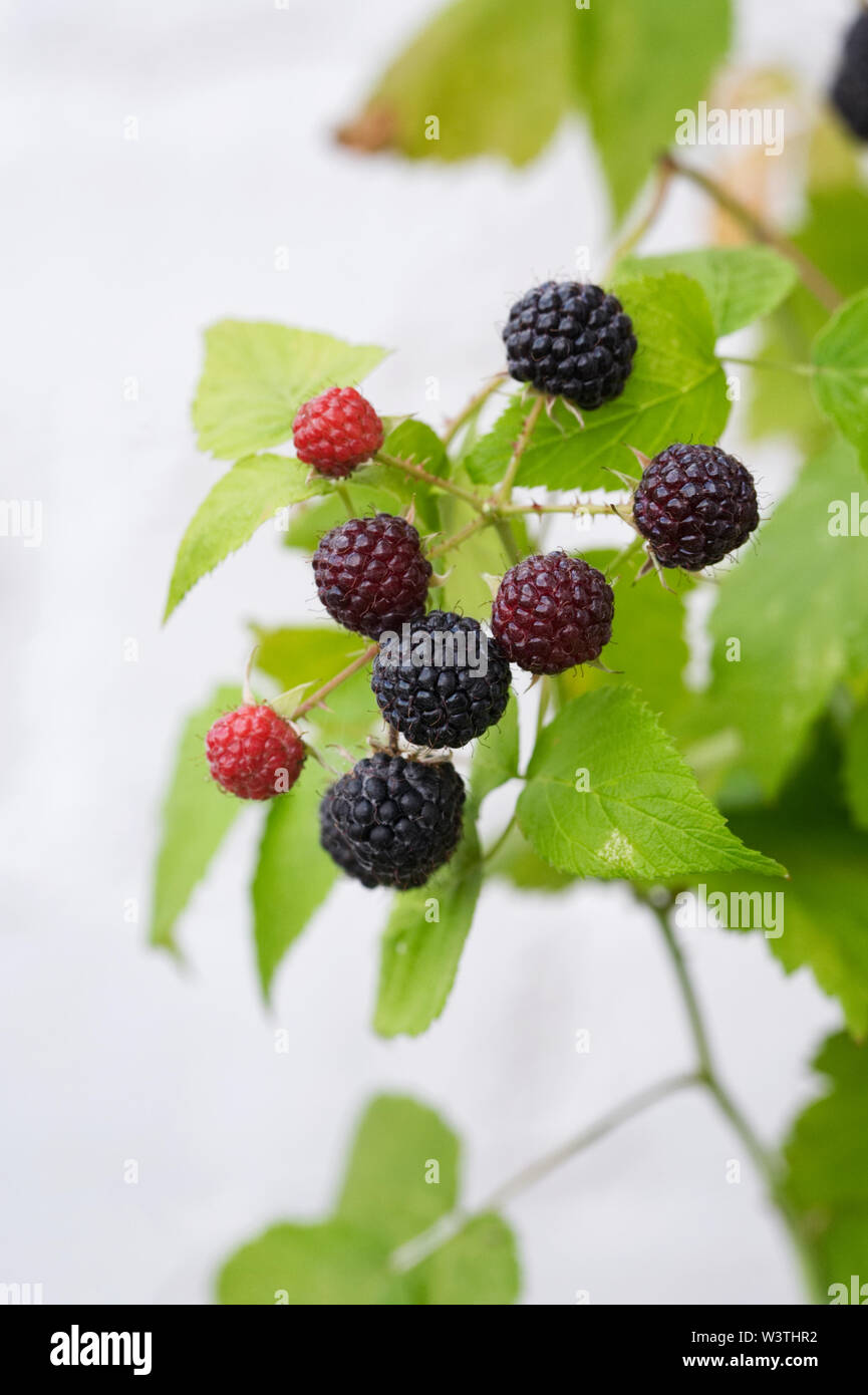 Fruit crop hi-res stock photography and images - Alamy