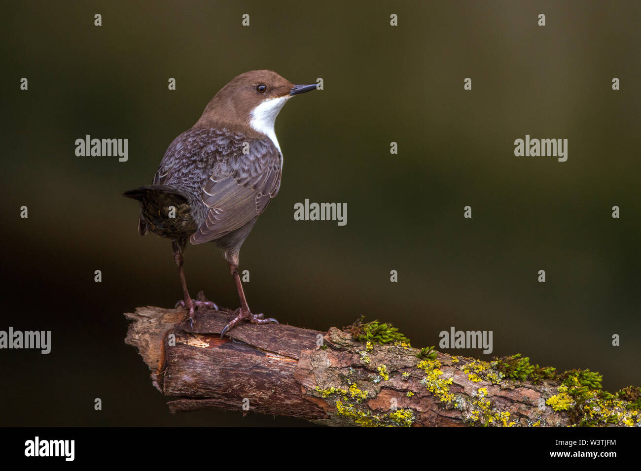 199f rmu 1400100 hi-res stock photography and images - Alamy