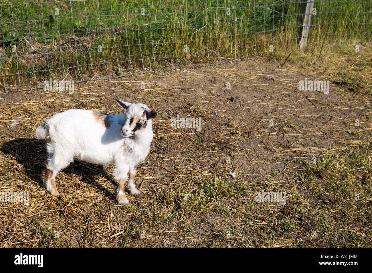 A young Nigerian Dwarf Billy Goat on a DeKalb County farm near ...