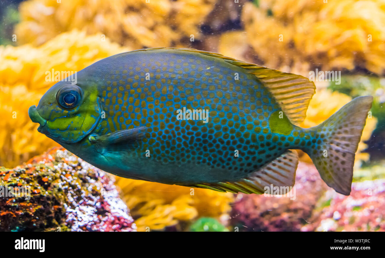 closeup portrait of a orange spot rabbit fish, colorful tropical pet ...