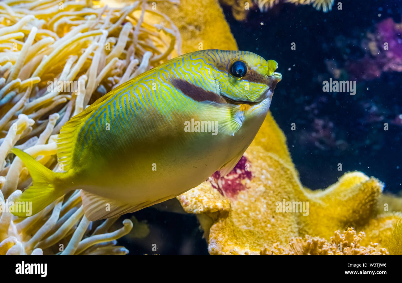 scribbled rabbitfish in closeup, barred spinefoot fish, tropical animal ...