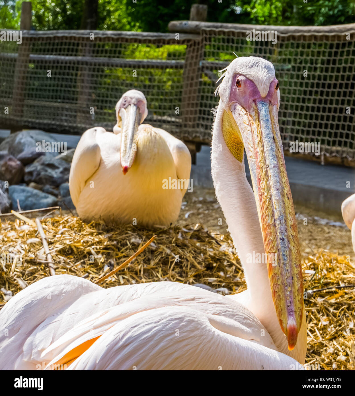 Pelican breeding season hi-res stock photography and images - Alamy
