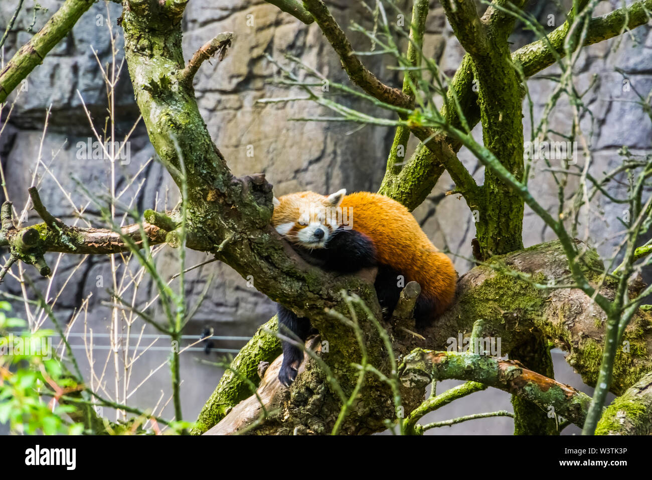 closeup of a red panda laying in a tree, Endangered animal specie from ...