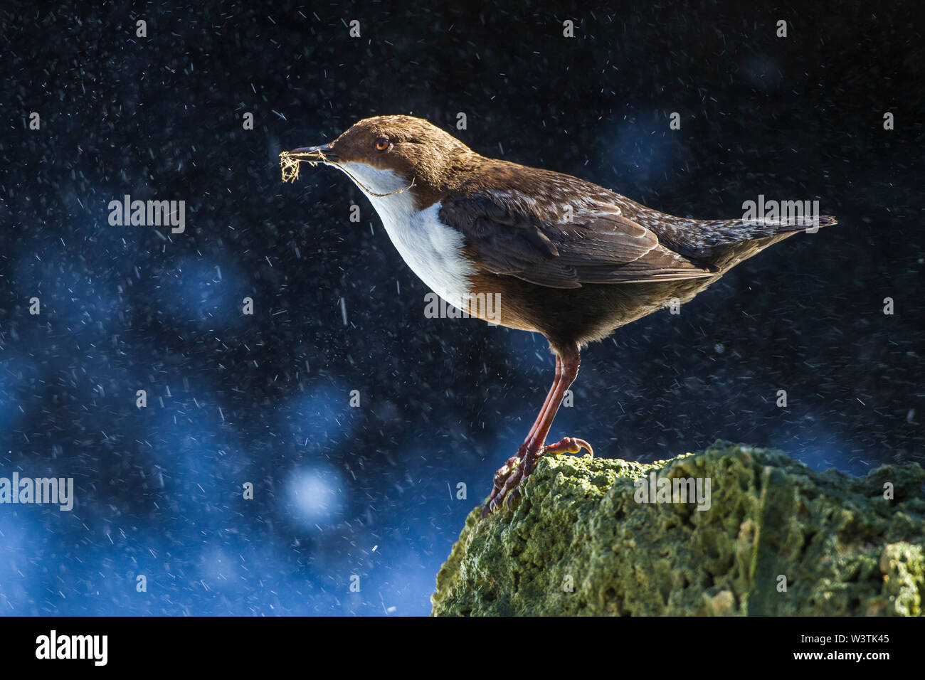 199f rmu 1400178 hi-res stock photography and images - Alamy