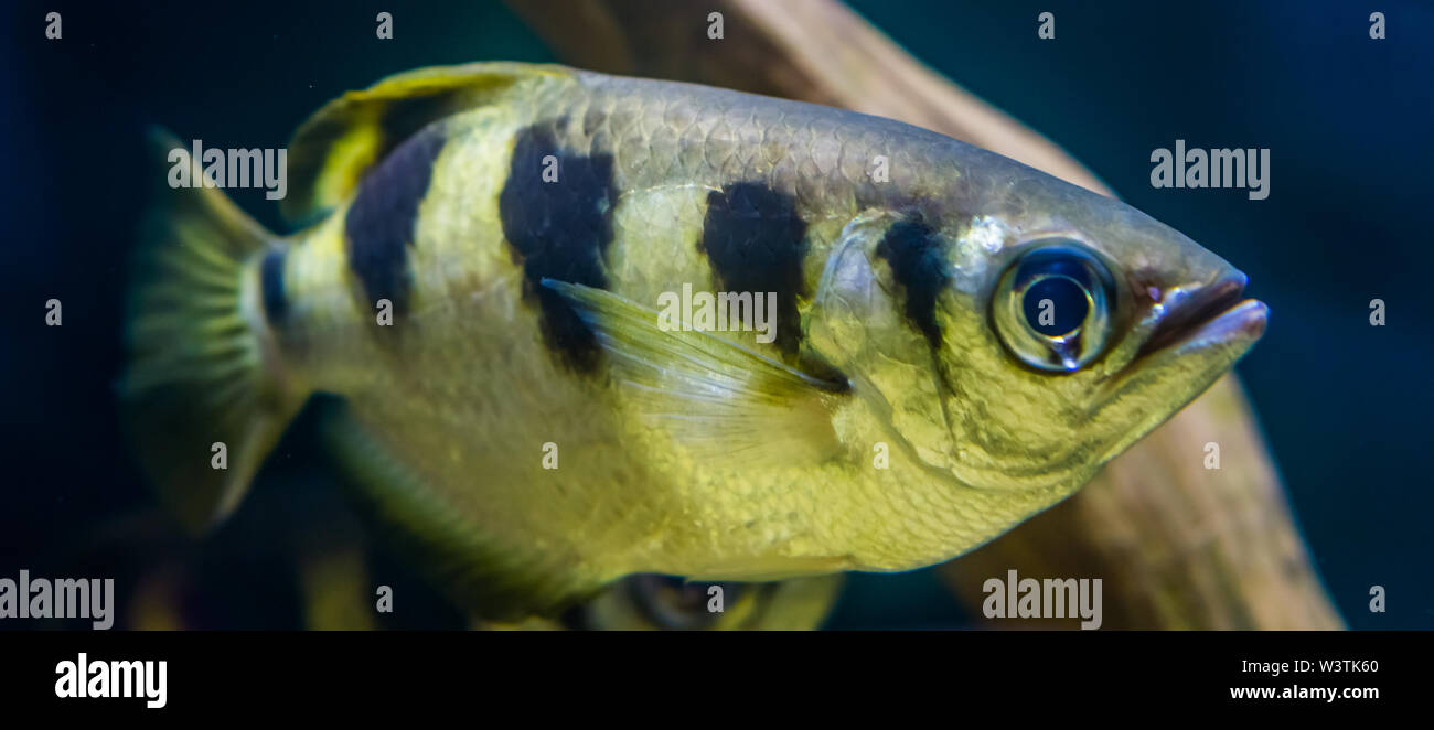 Archer Fish High Resolution Stock Photography and Images - Alamy