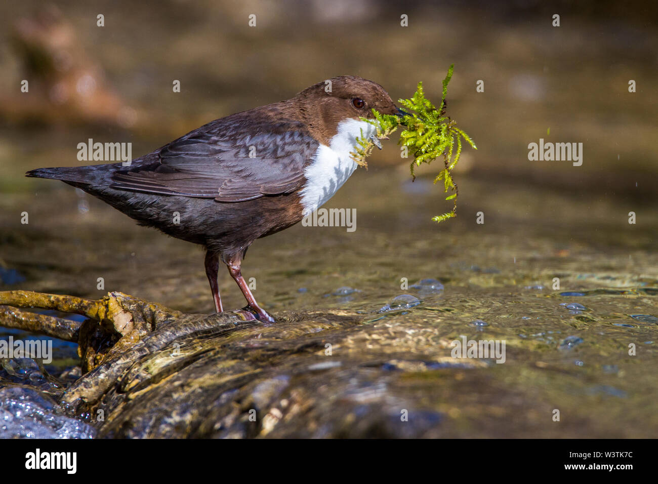 White-throated Dipper, European Dipper, Wasseramsel (Cinclus cinclus ...