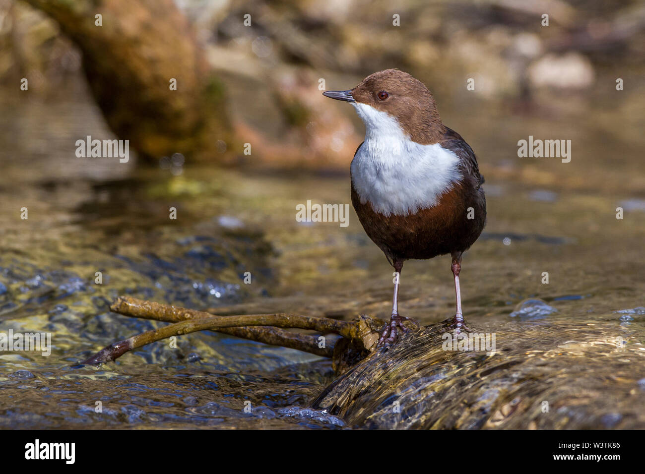 199f rmu 1400219 hi-res stock photography and images - Alamy