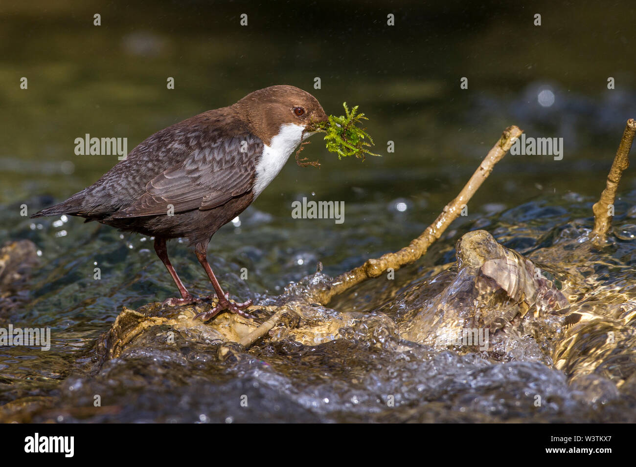 199f rmu 1400253 hi-res stock photography and images - Alamy